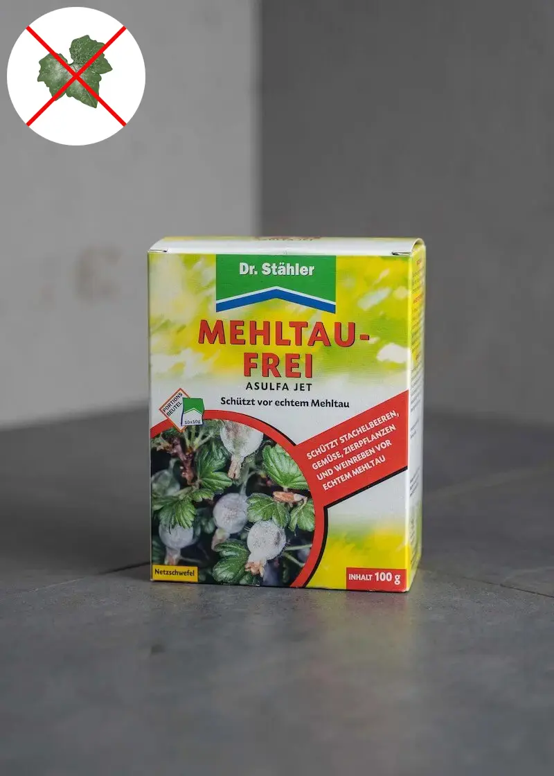 Mittel gegen Mehltau – besonders effektiv | Futura GmbH