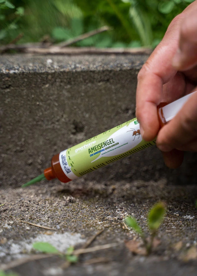 Ameisenköder-Gel online kaufen | Futura Shop